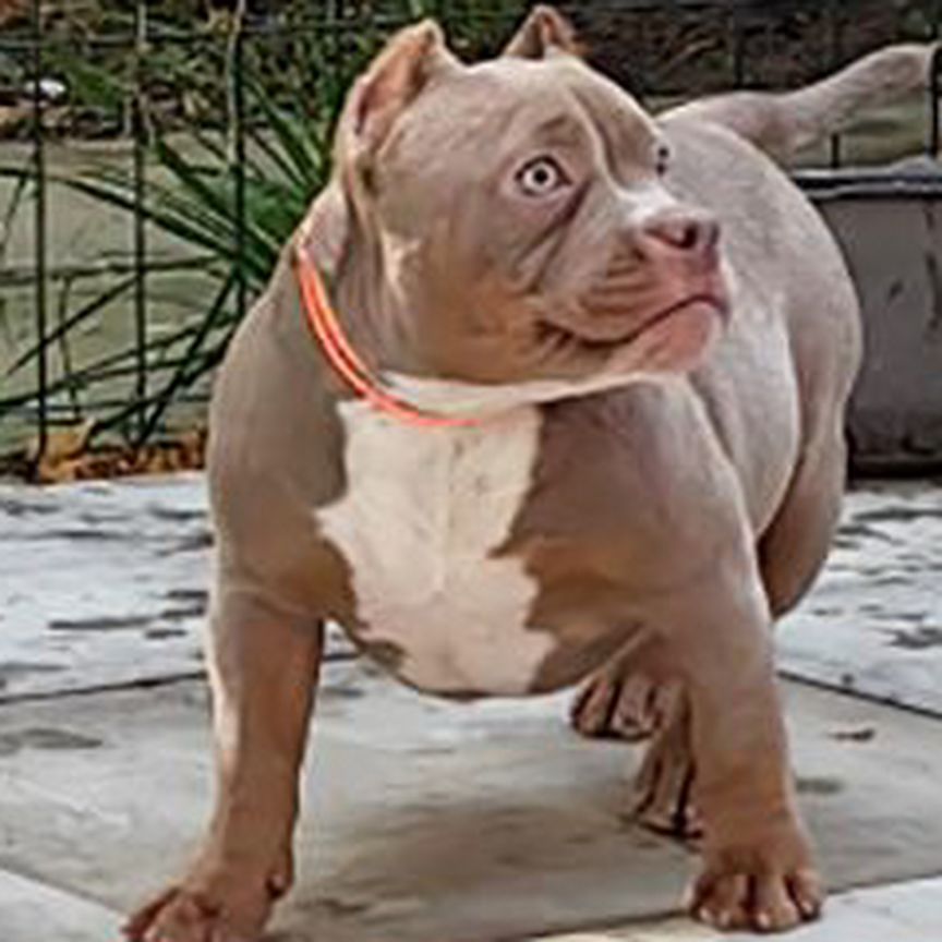 Французский бульдог, щенок