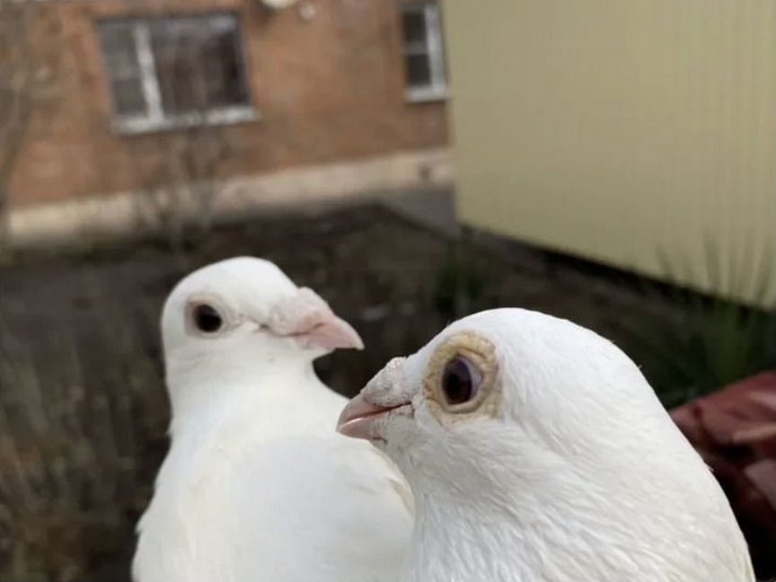 Свадебные голуби