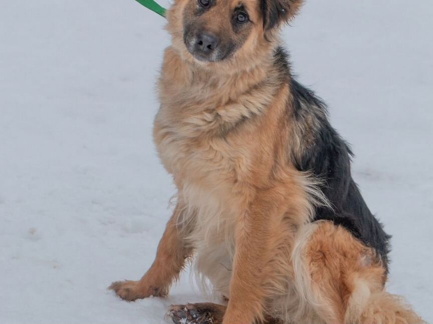 Маленькая пушистая очаровашка Чиса ищет дом