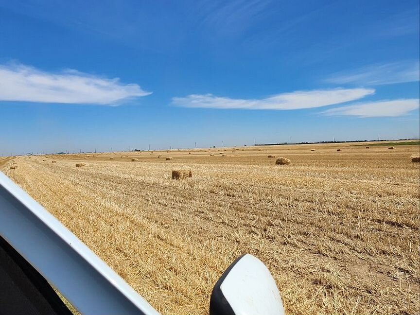 Ячменная солома