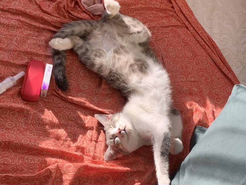 Кошечка в добрые руки