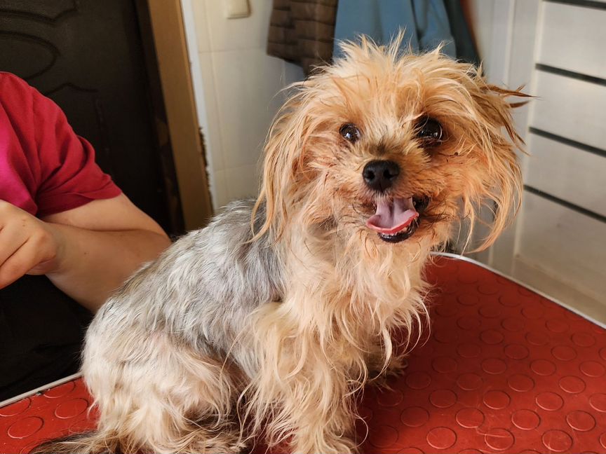 Йорк в добрые руки