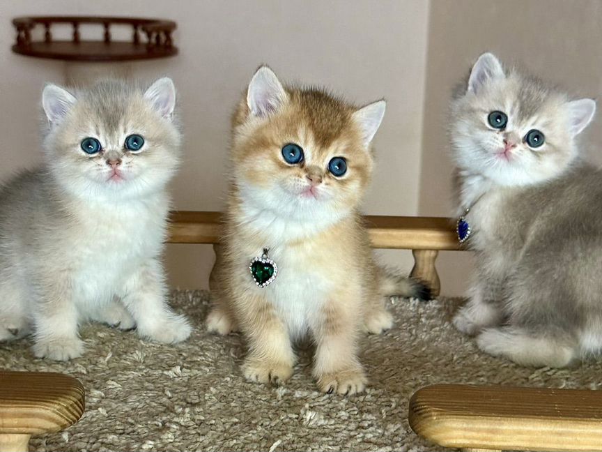 Золотая британская шиншилла