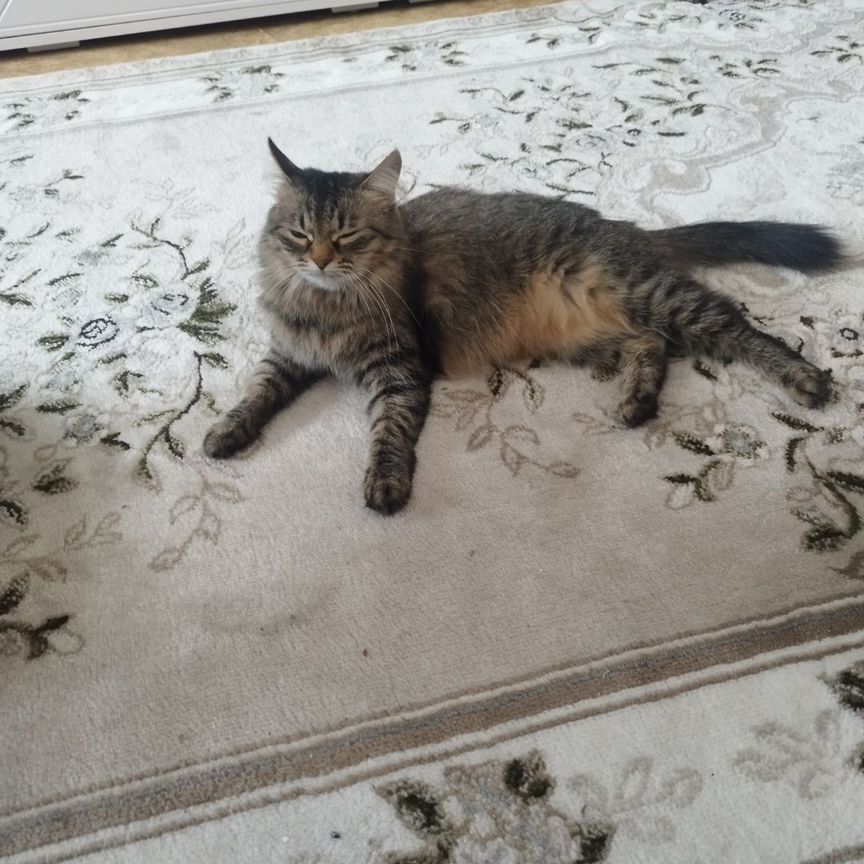 Кошка пристрой 2-3 года