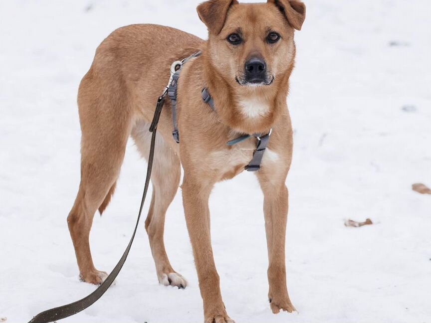 Айва всю жизнь ждет свою семью