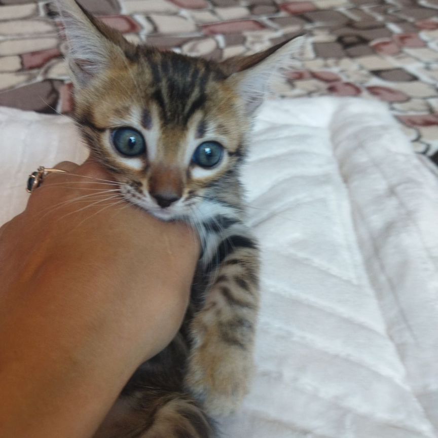 Бенгальские сестрички