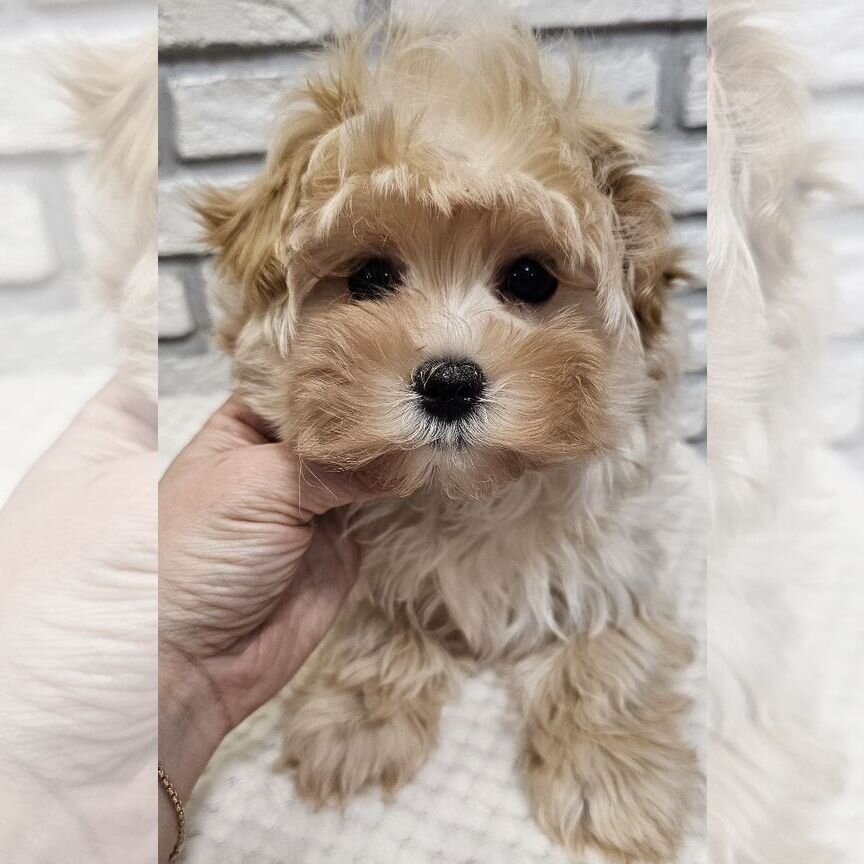 Мальтипу, щенок