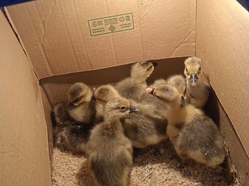 Гусята Холмогоры