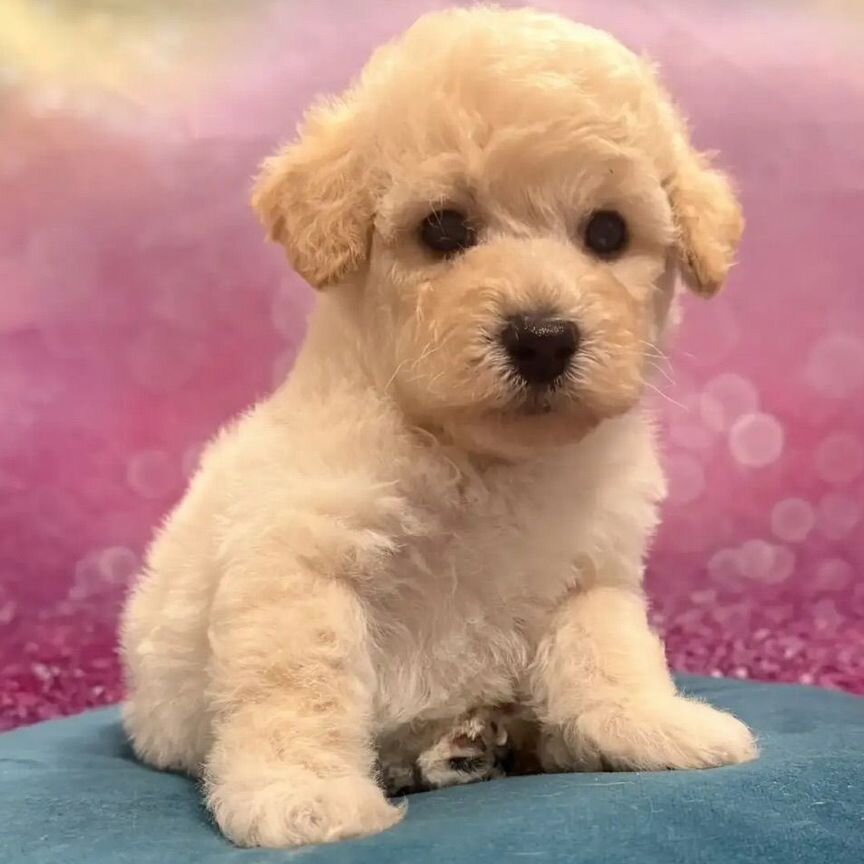 Бишон фризе, щенок