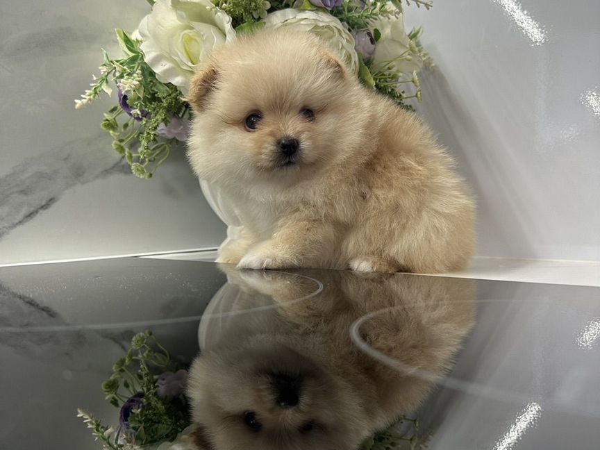 Сладкие детки