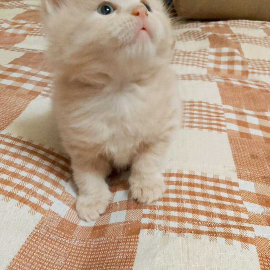 Котята турецкая ангора