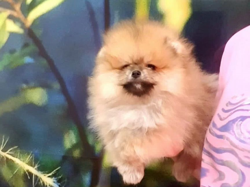 Померанский шпиц девочка