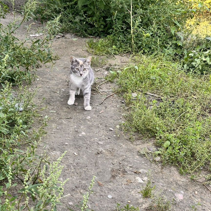 В дрбрые руки котенок