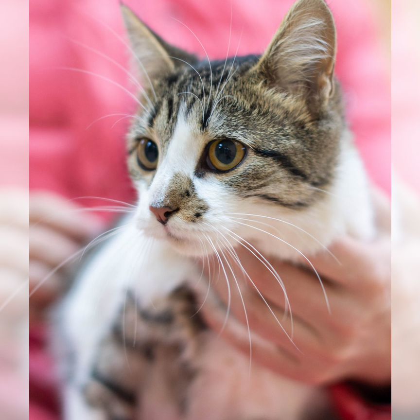 Котенок девочка подросток красавица