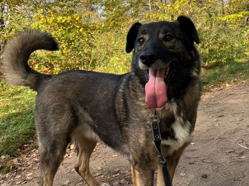 Леон из приюта хочет стать вашим другом