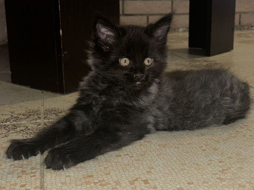 Котенок мейн-кун