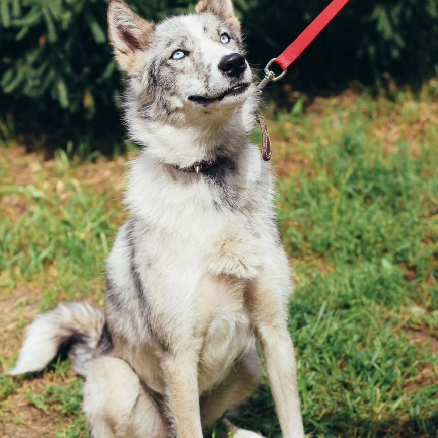 Луна в добрые руки