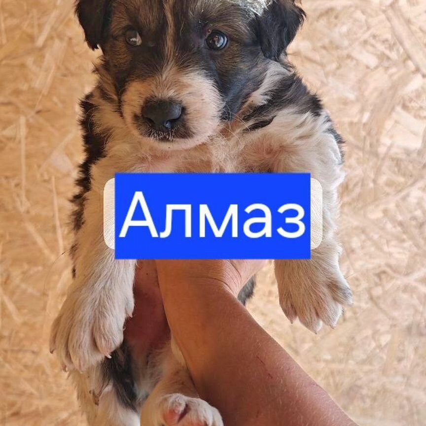 Пушистая драгоценность в дар