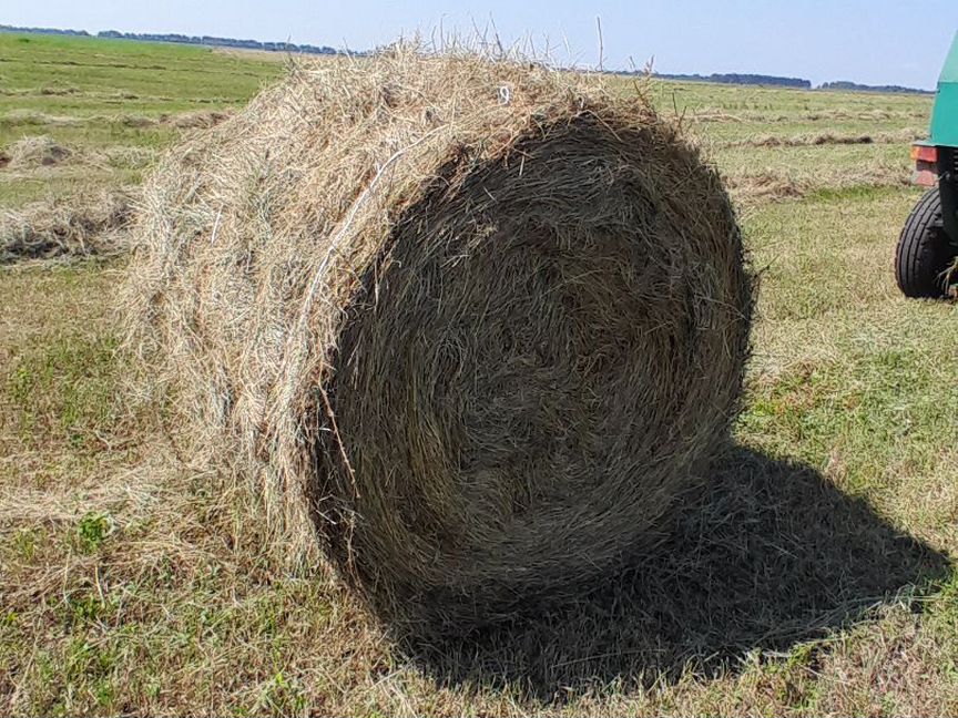 Сено в рулонах