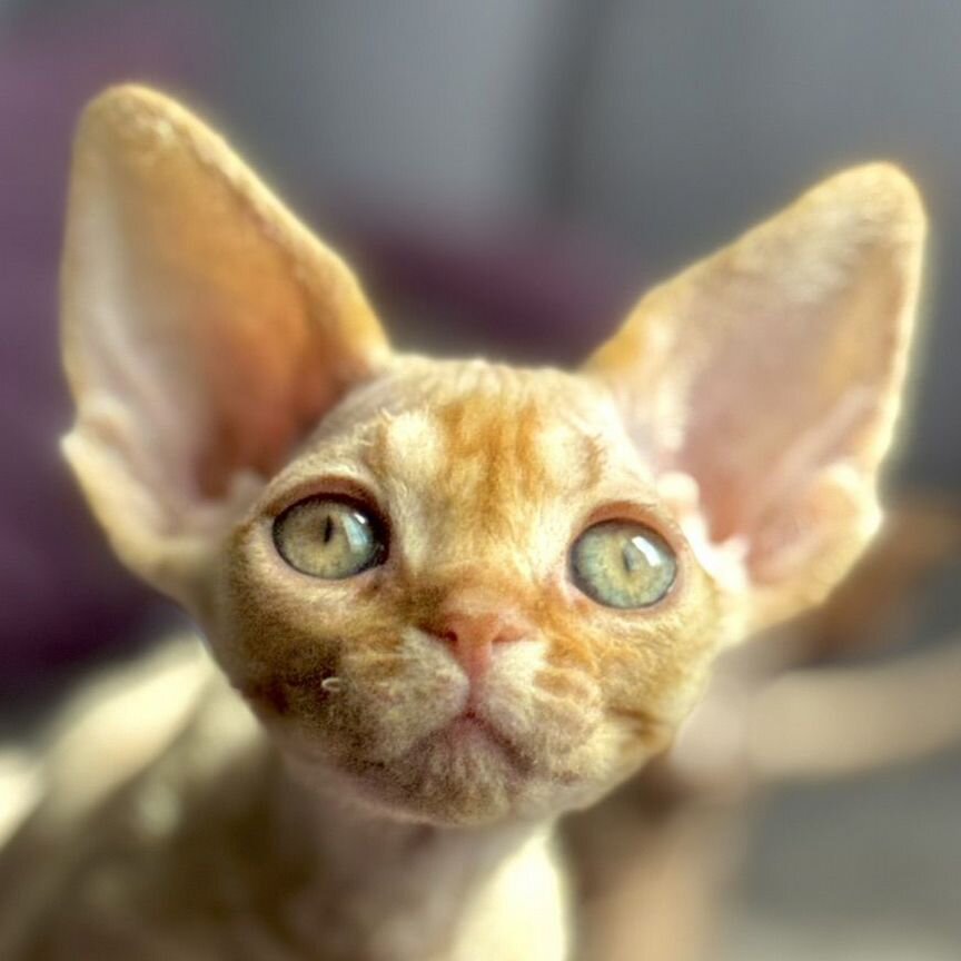 Котята девон-рекс