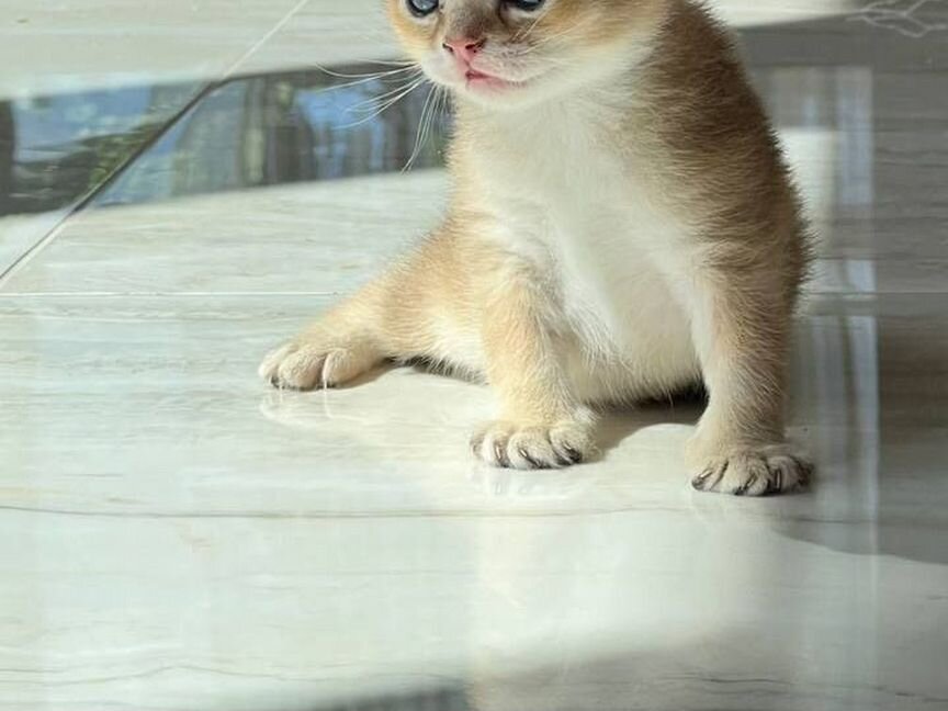 Котята британской золотой шиншиллы