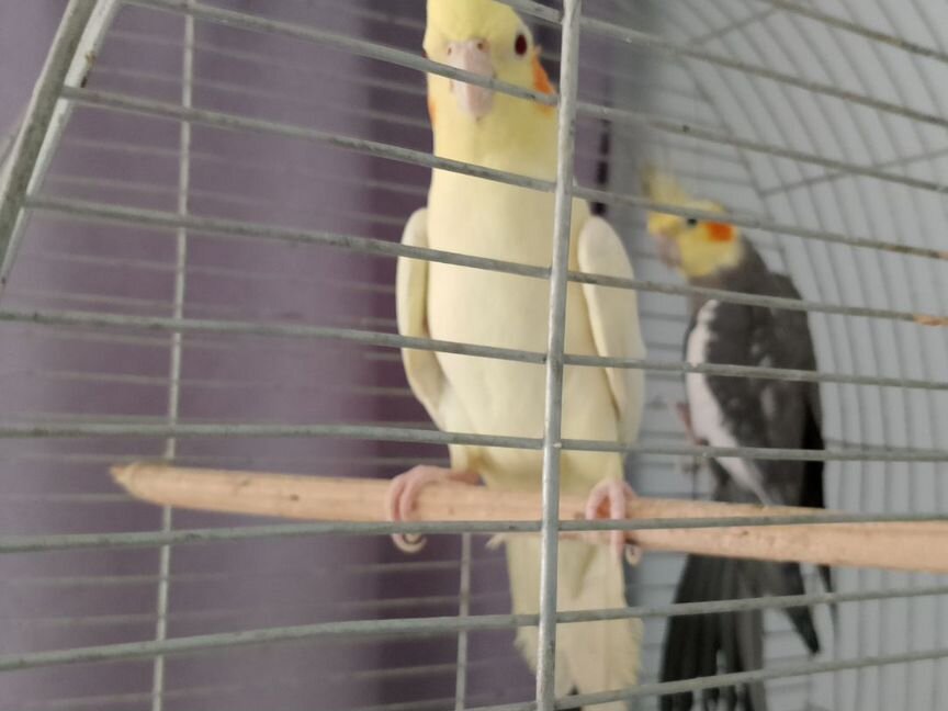 Пара попугаев корелл