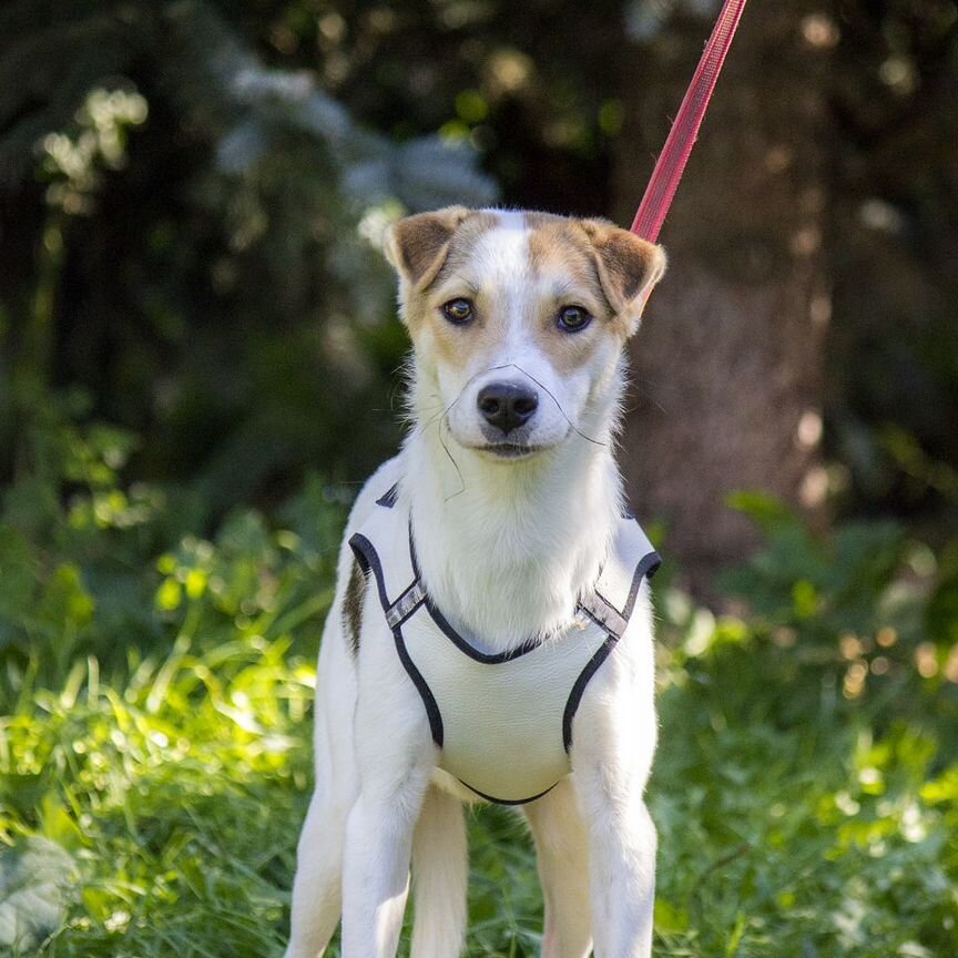 Щенок мальчик ищет любящую семью