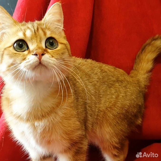Супер котик манчкин лонг