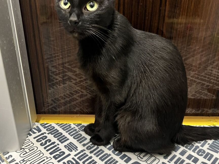 Кошка