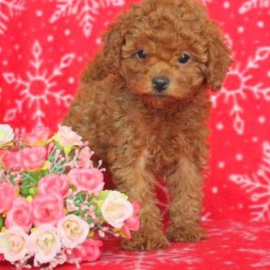 Той-пудель, щенок