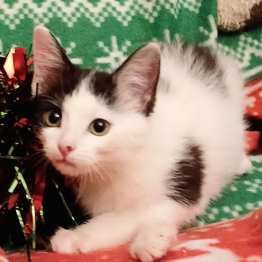 Котёнок в добрые руки