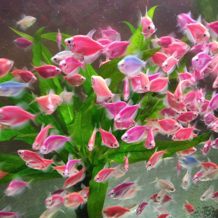 Аквариумистика