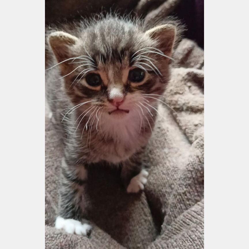 Крошечный котëнок в добрые руки