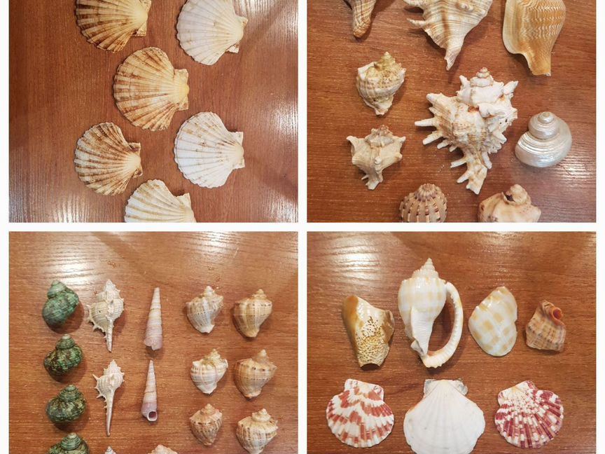 Морские ракушки раковины цена за все