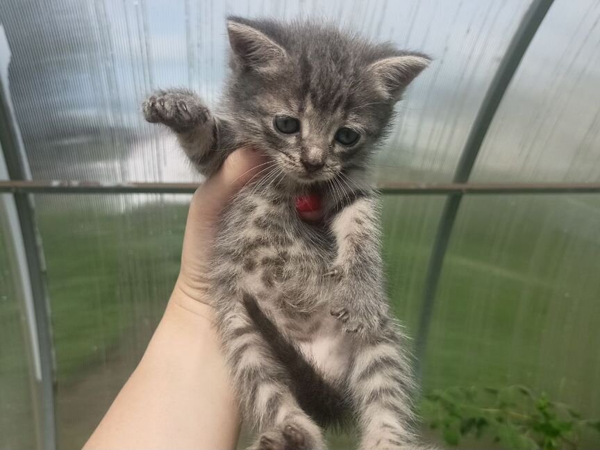 Котята в добрые руки бесплатно