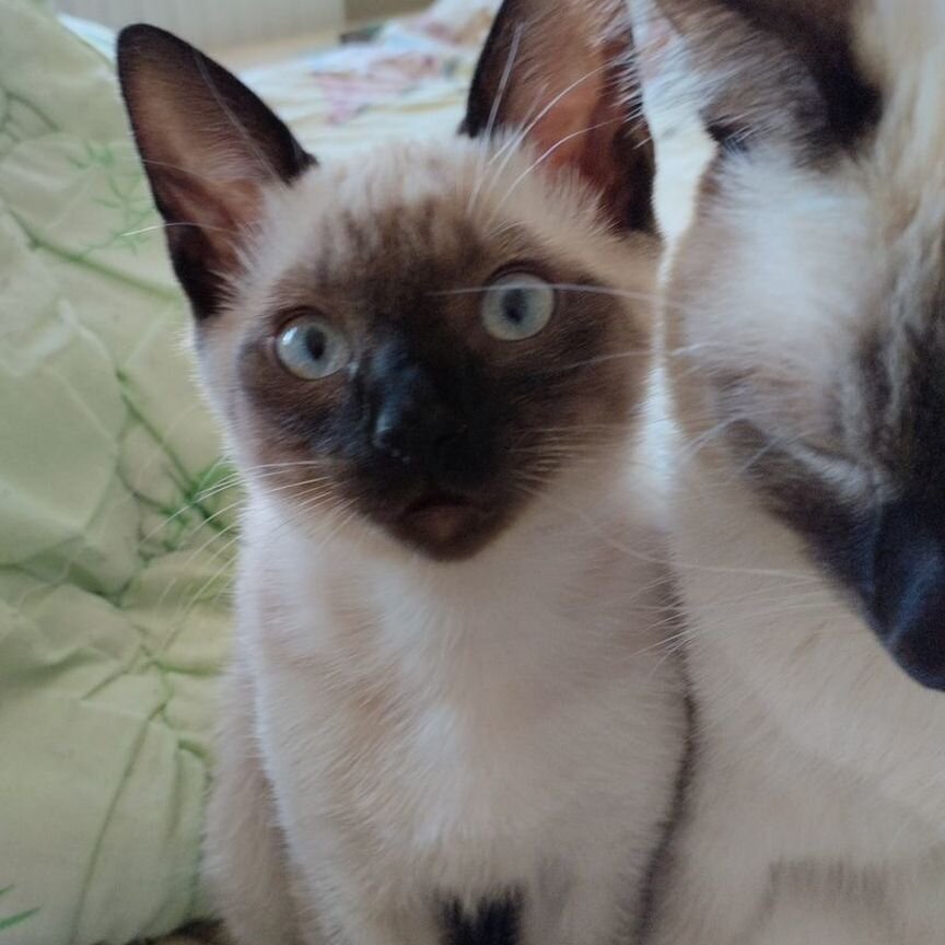 Тайский котенок мальчик