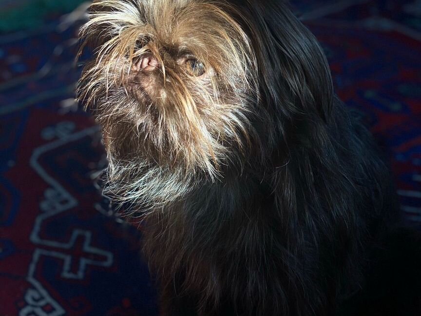 Бельгийский гриффон шоколадного цвета для вязки