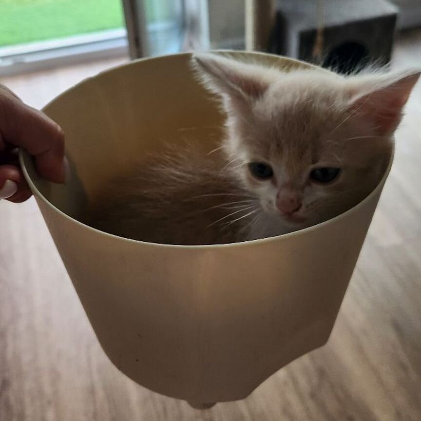 Котята в добрые руки бесплатно мальчики