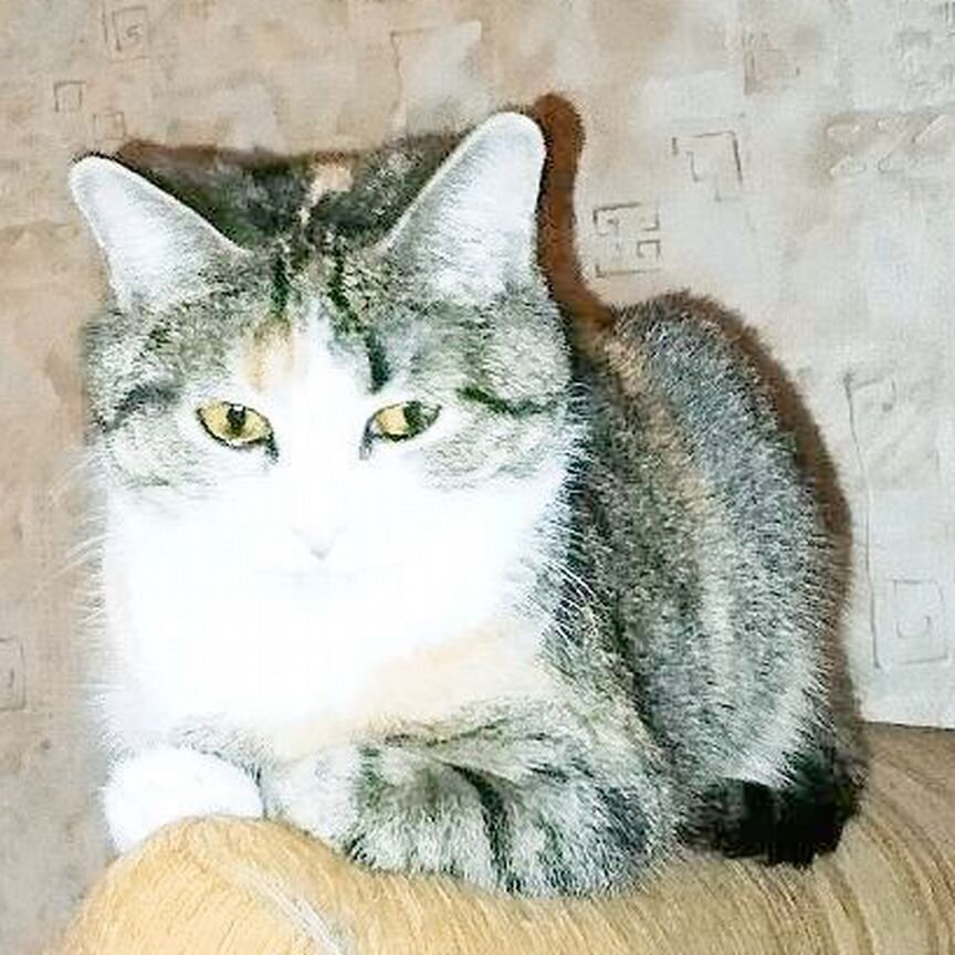 Отдам в добрые руки