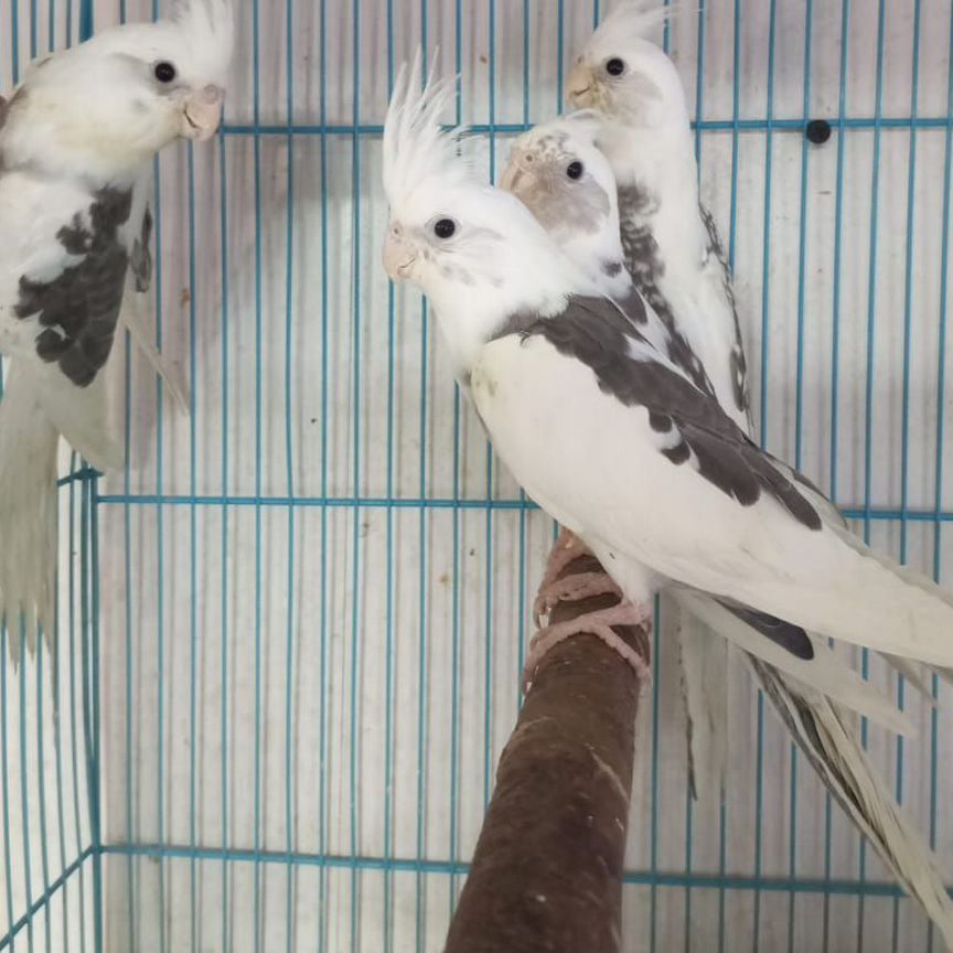 Кореллы белолицые