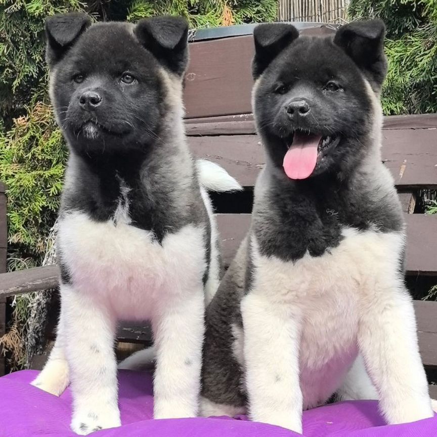 Американская акита, щенок