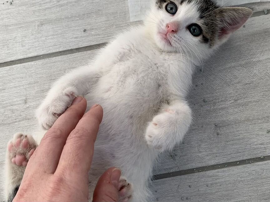 Котята в добрые руки