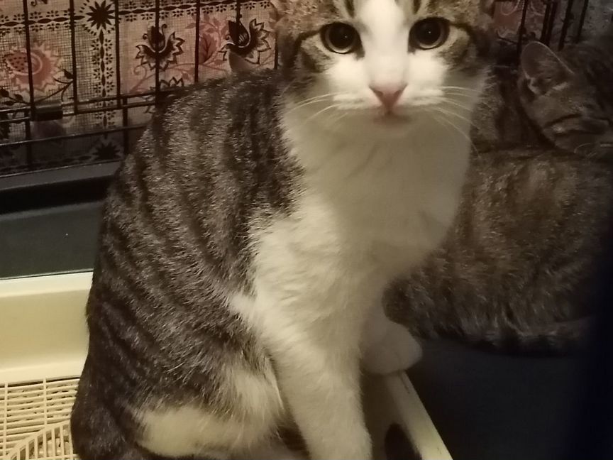 Котята в добрые руки бесплатно мальчик