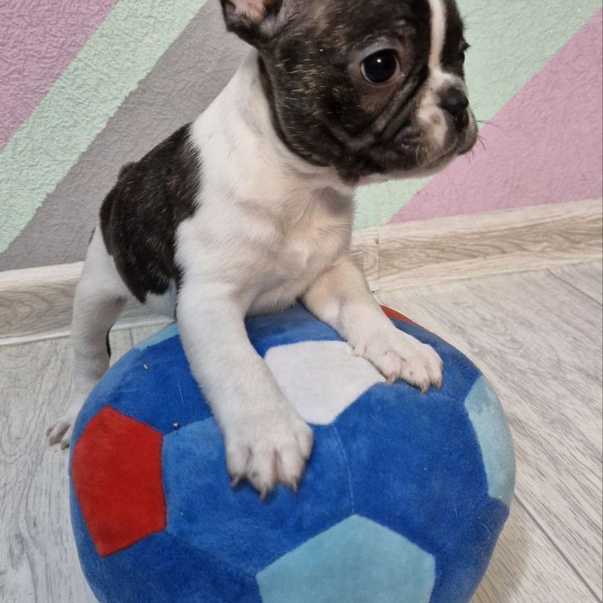 Французский бульдог