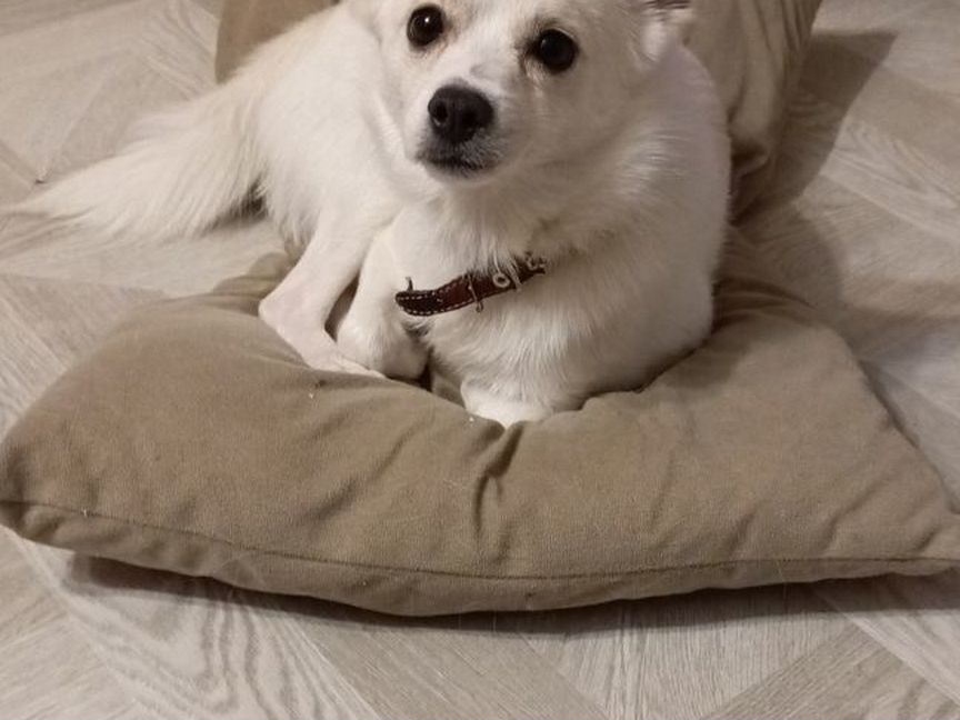 Вязка помчи