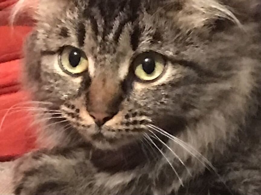 Кошка в дар бесплатно