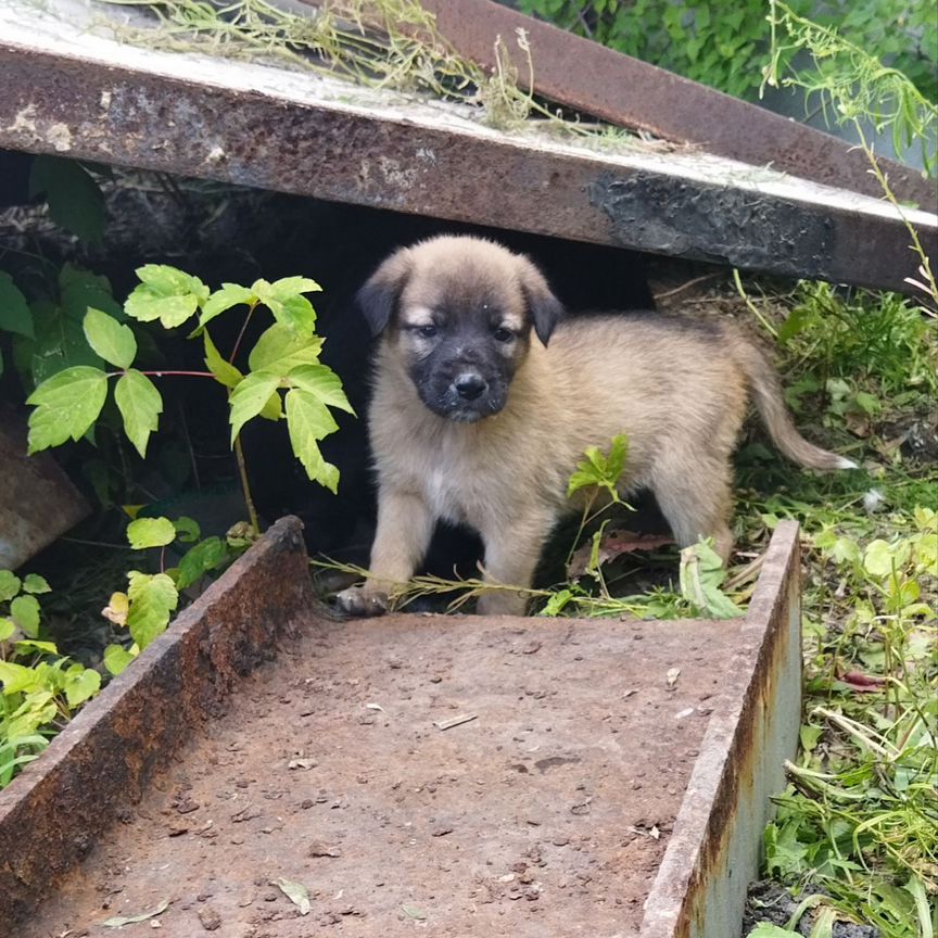 Щенки в добрые руки
