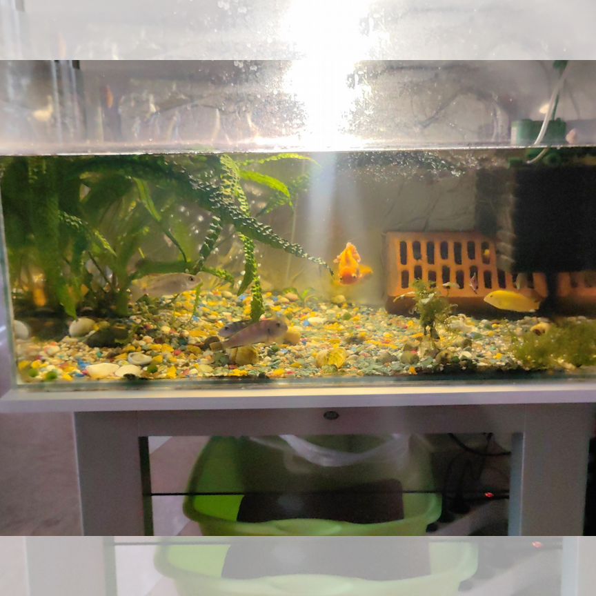 Аквариум с тумбой с рыбой 150 литров