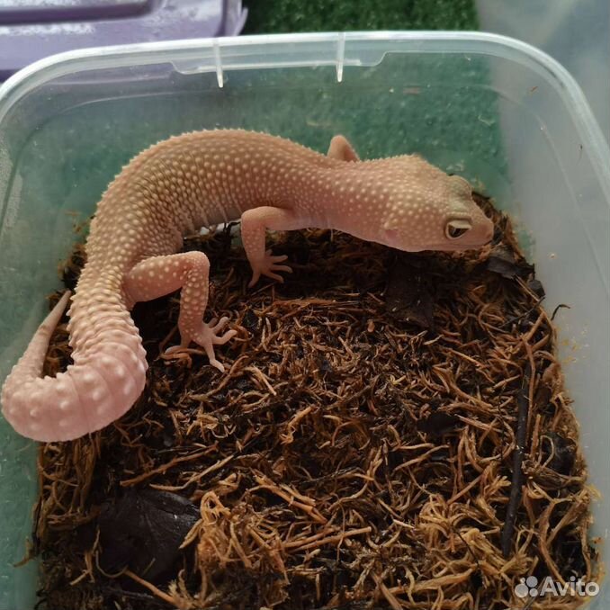 Эублефары и бананоеды