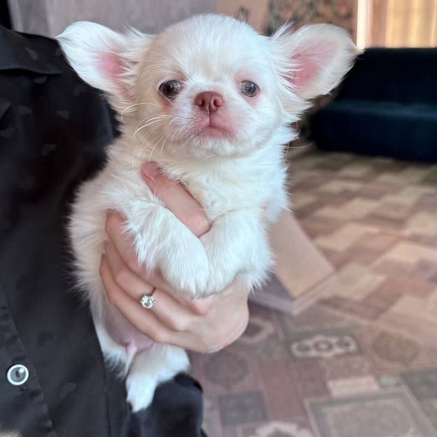 Чихуахуа, щенок